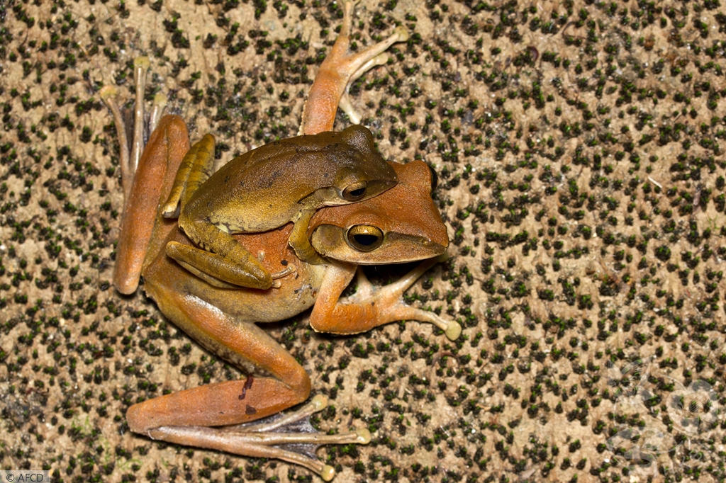 HKBIH - Species Gallery