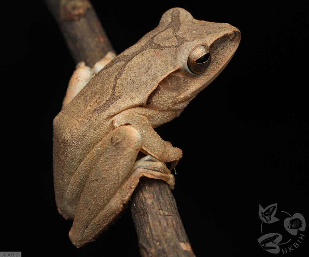 HKBIH - Species Gallery