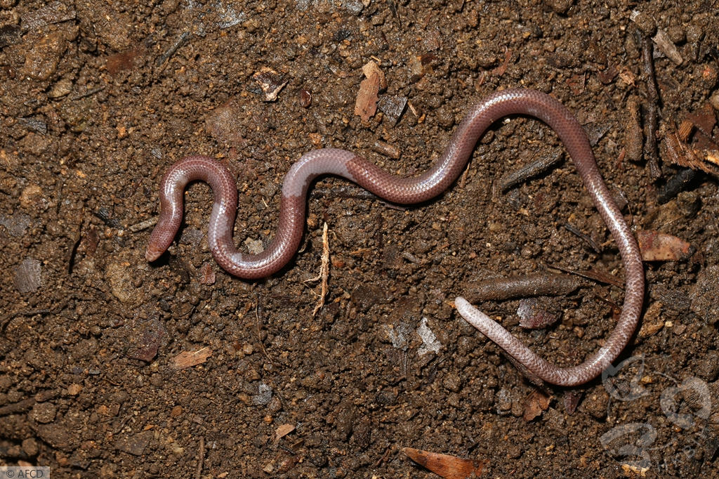 HKBIH - Species Gallery