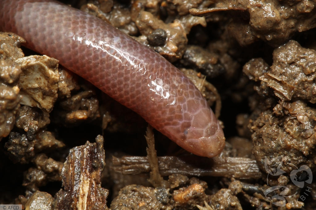 HKBIH - Species Gallery