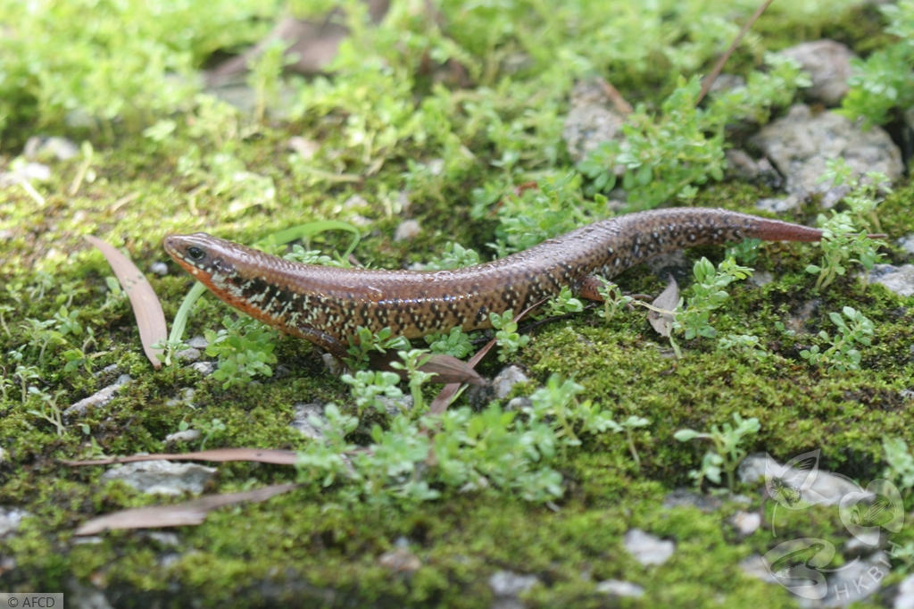 HKBIH - Species Gallery