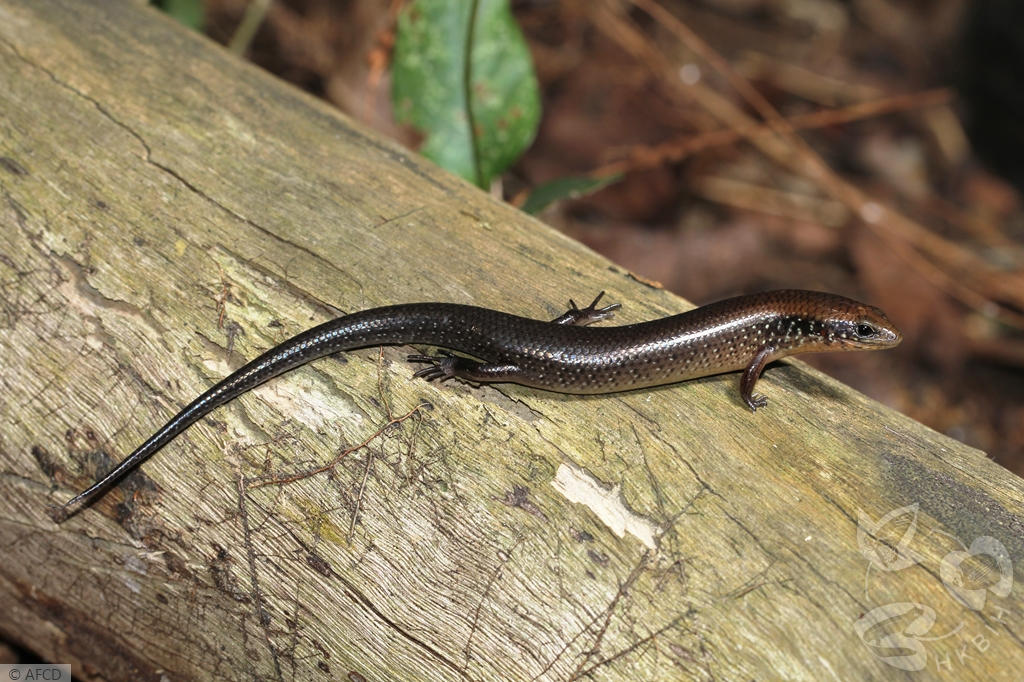 HKBIH - Species Gallery