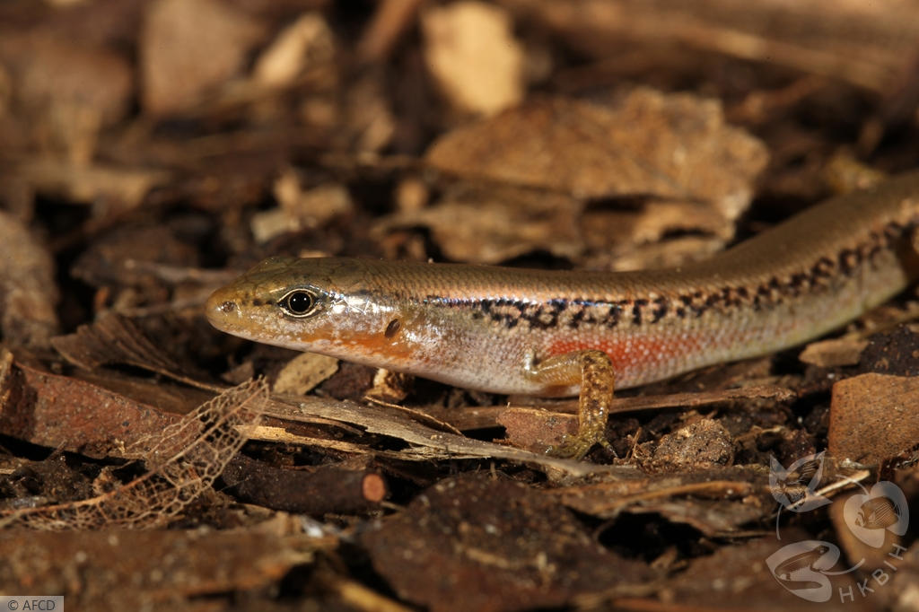 HKBIH - 物種圖片／影片