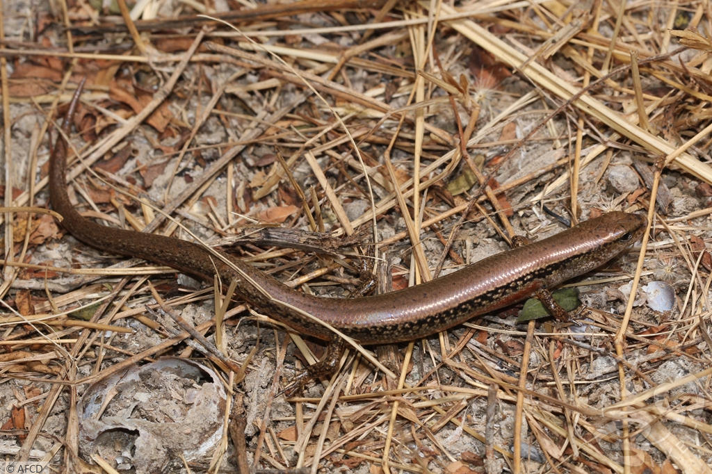 HKBIH - 物種圖片／影片