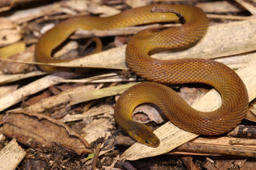 HKBIH - 物種資料