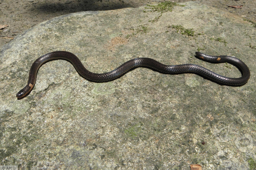 HKBIH - 物種圖片／影片