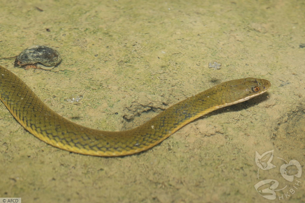 HKBIH - Species Gallery