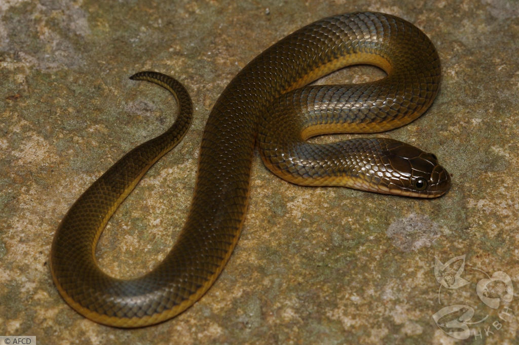 HKBIH - Species Gallery