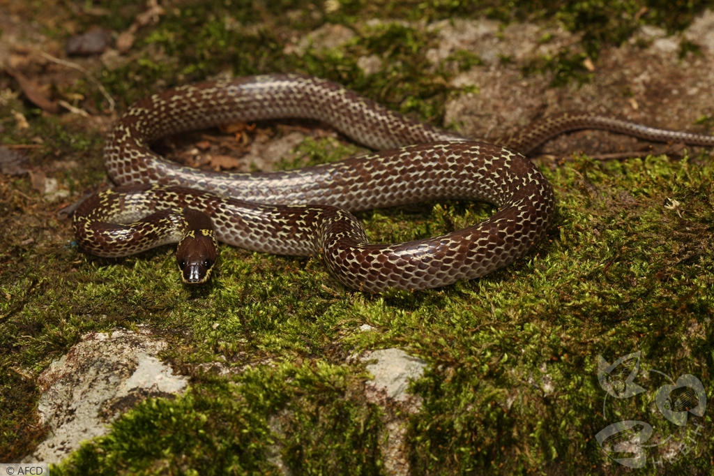 HKBIH - 物種圖片／影片