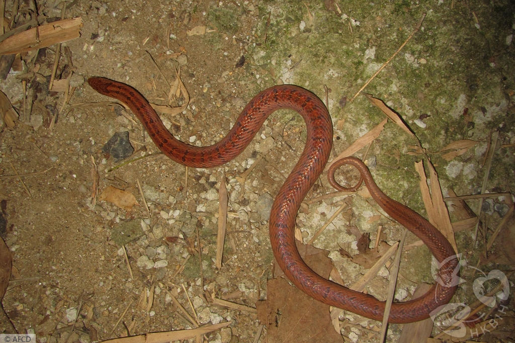 HKBIH - 物種圖片／影片