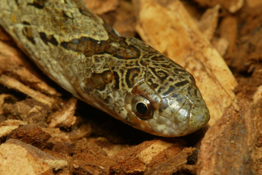 HKBIH - Multimedia Database