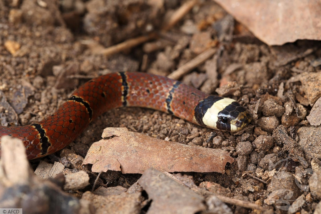 HKBIH - 物種圖片／影片