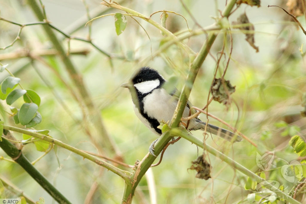 HKBIH - 物種圖片／影片