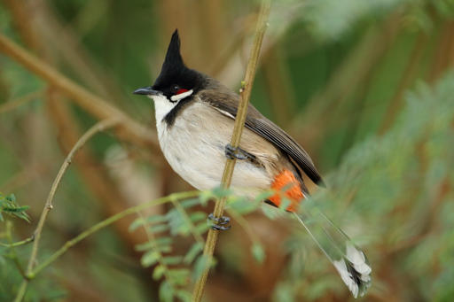 HKBIH - Species Information