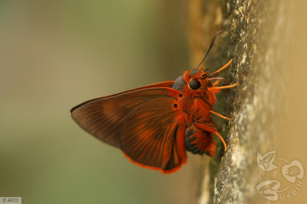 HKBIH - 物種圖片／影片