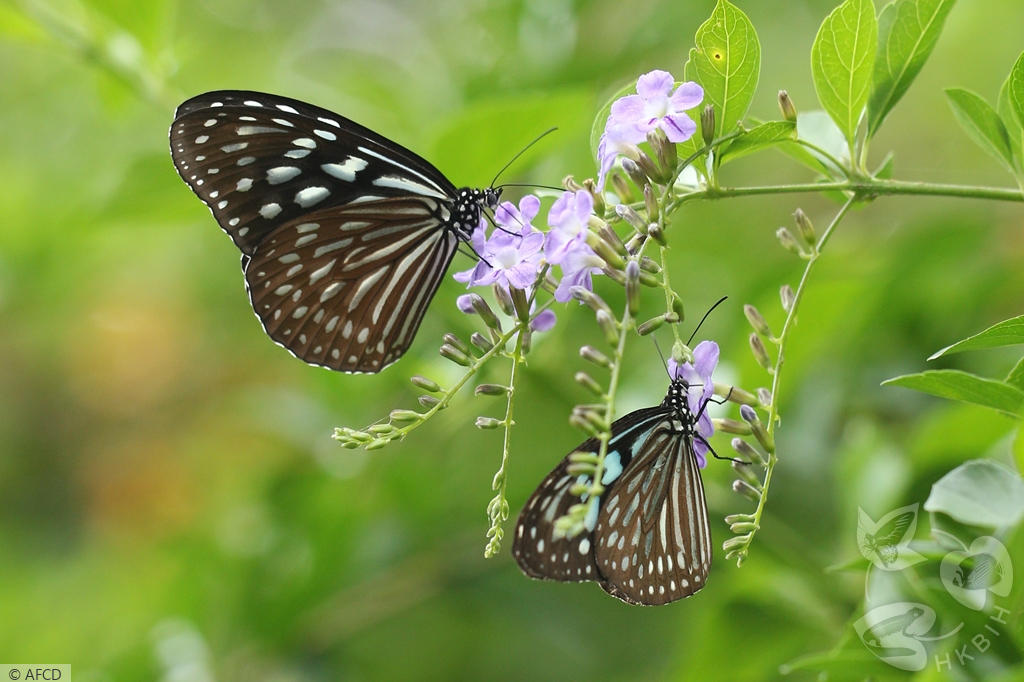 HKBIH - 物種圖片／影片