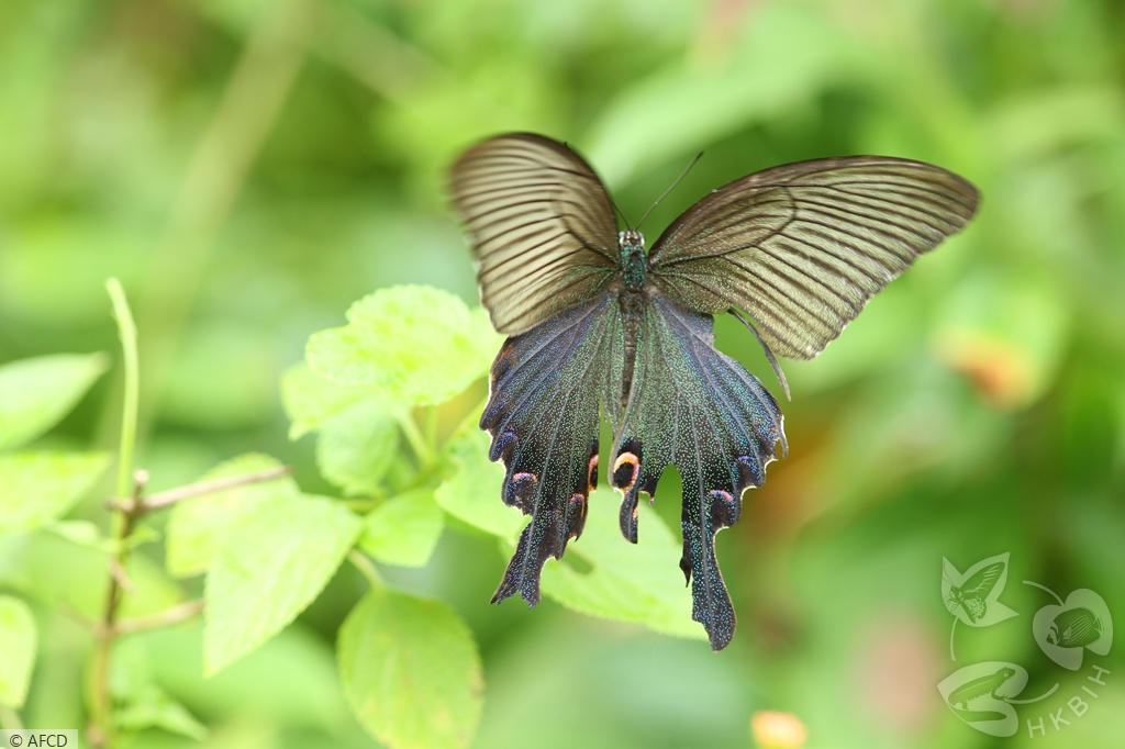 HKBIH - 物種圖片／影片