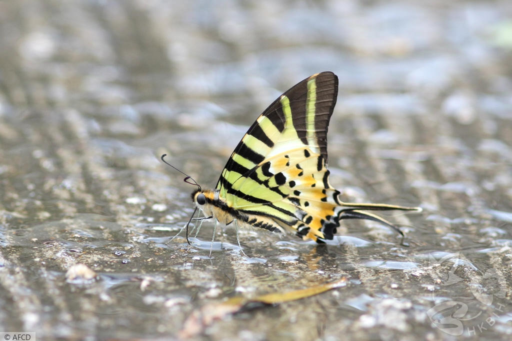 HKBIH - 物種圖片／影片