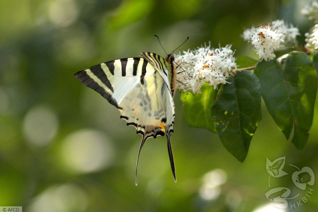 HKBIH - 物種圖片／影片