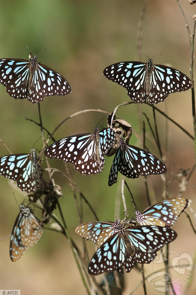 HKBIH - 物種圖片／影片