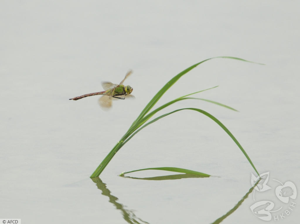 HKBIH - 物種圖片／影片