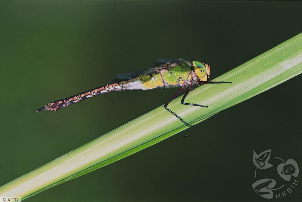 HKBIH - 物種圖片／影片