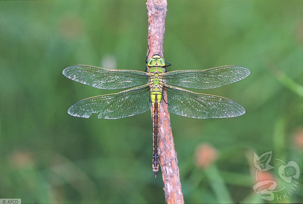 HKBIH - 物種圖片／影片