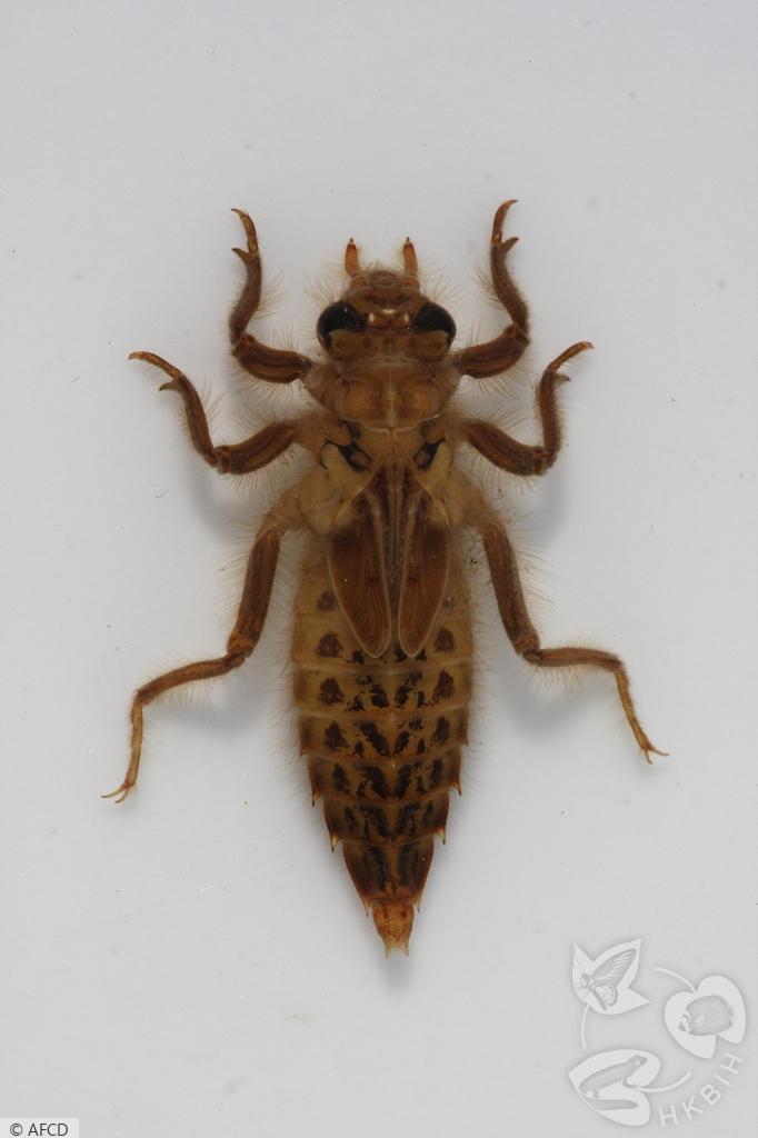 HKBIH - 物種圖片／影片