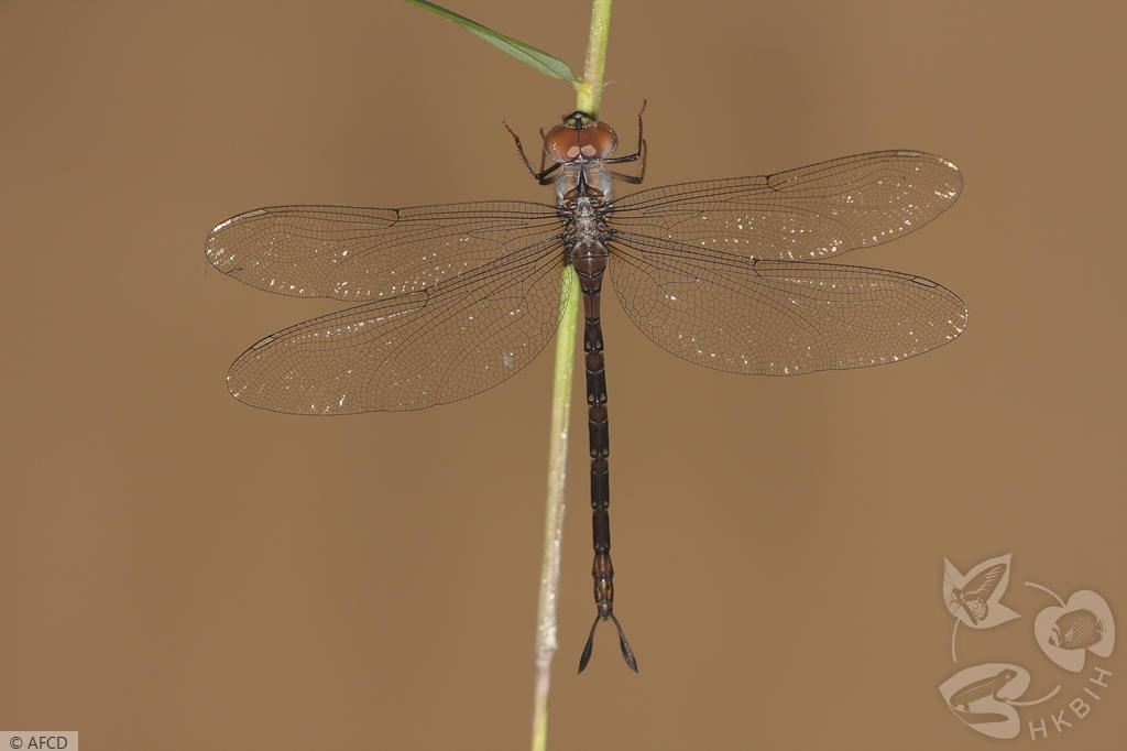 HKBIH - 物種圖片／影片