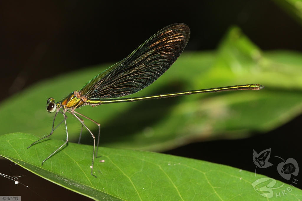 HKBIH - 物種圖片／影片