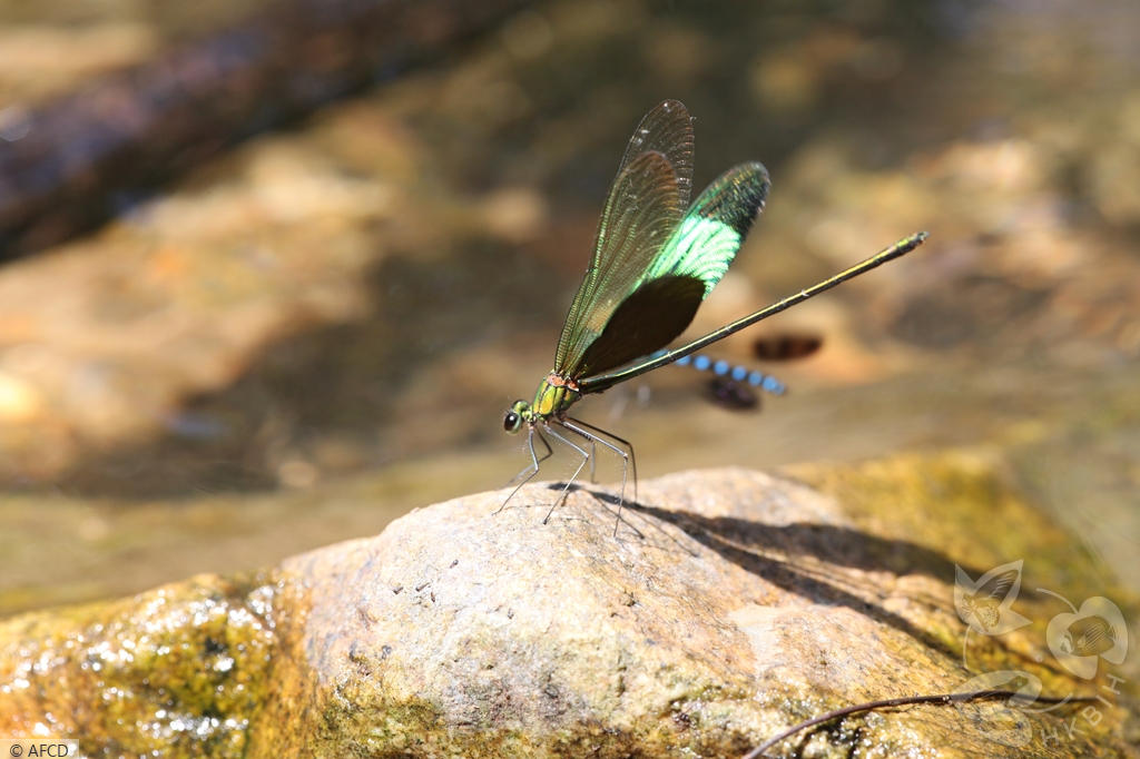 HKBIH - 物種圖片／影片