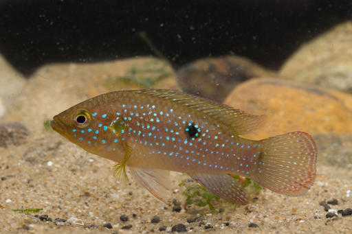 HKBIH - Species Information