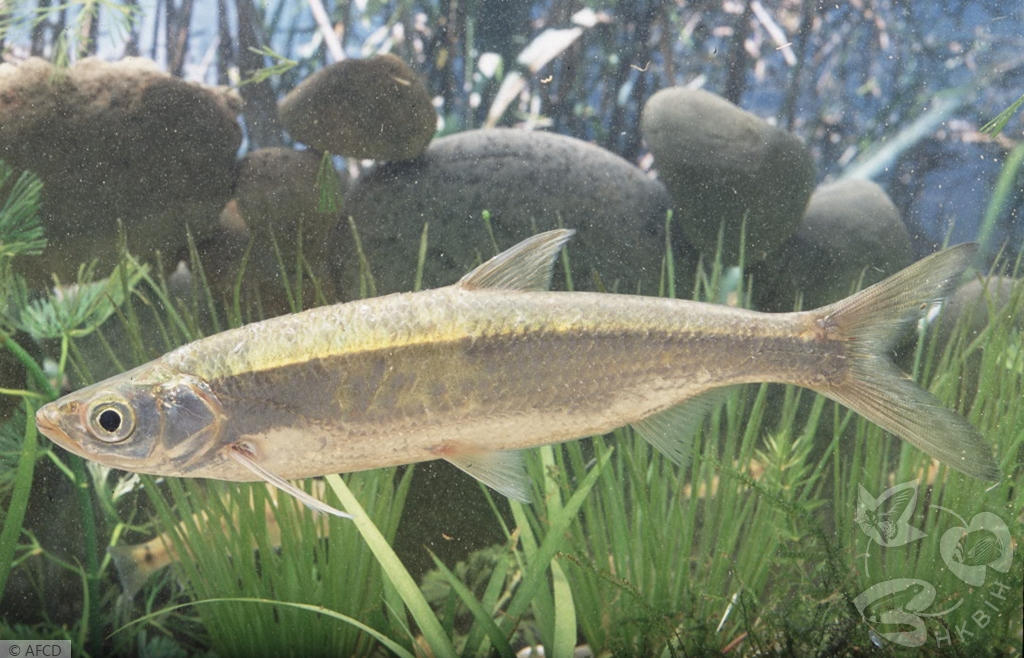 HKBIH - 物種圖片／影片