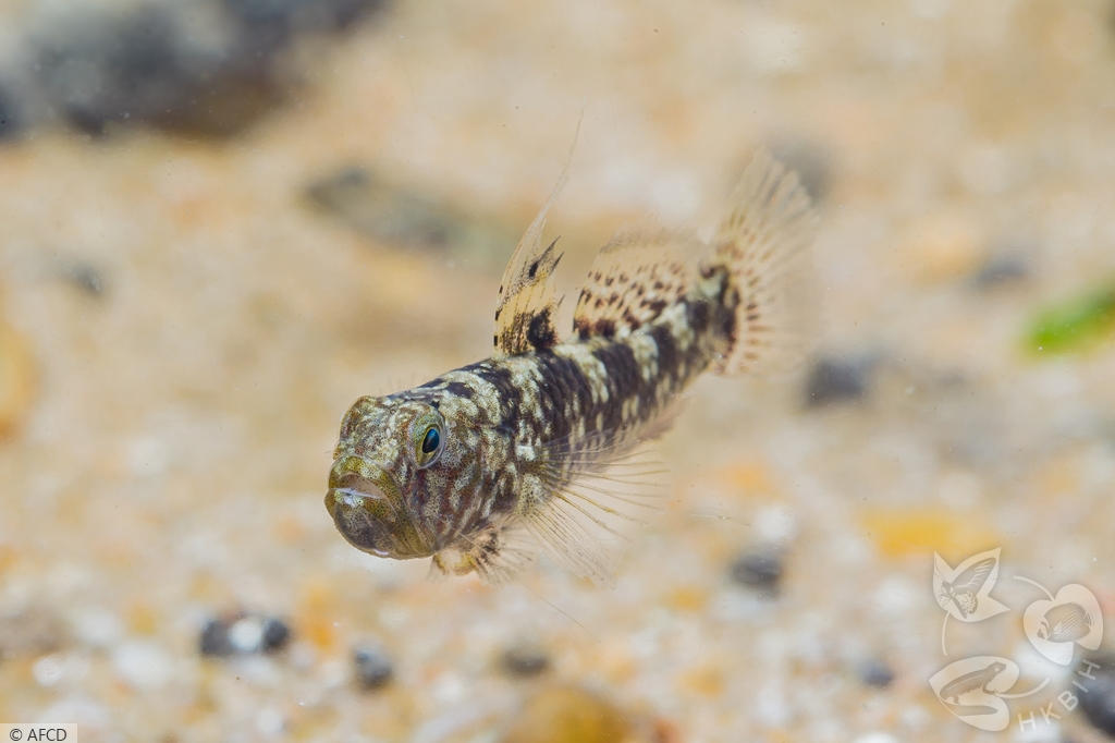 HKBIH - 物種圖片／影片