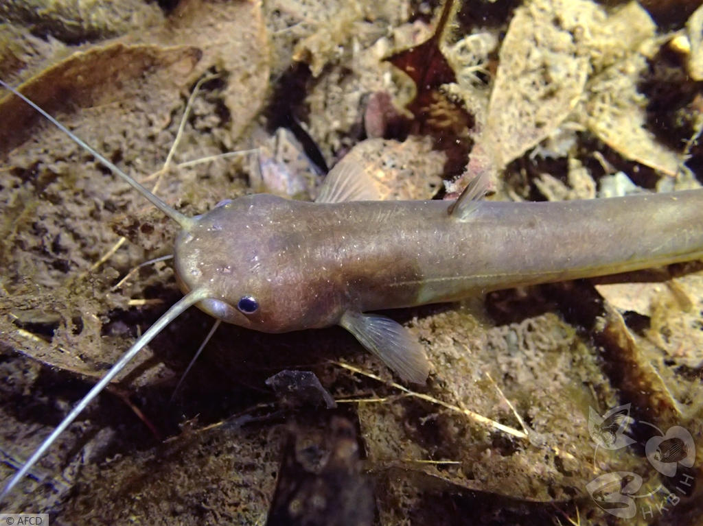 HKBIH - 物種圖片／影片