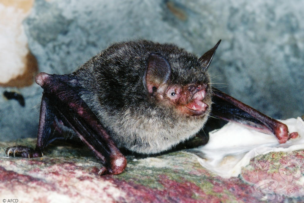 HKBIH - 物種圖片／影片