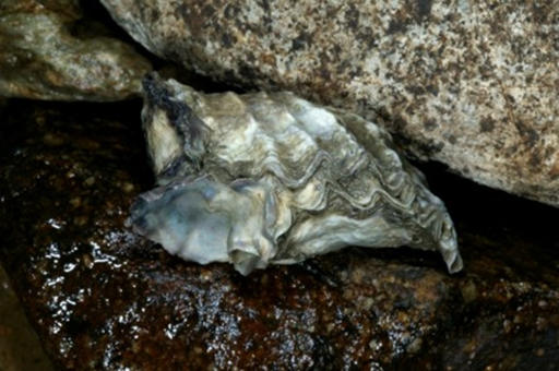 HKBIH - Multimedia Database