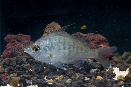 HKBIH - Species Information