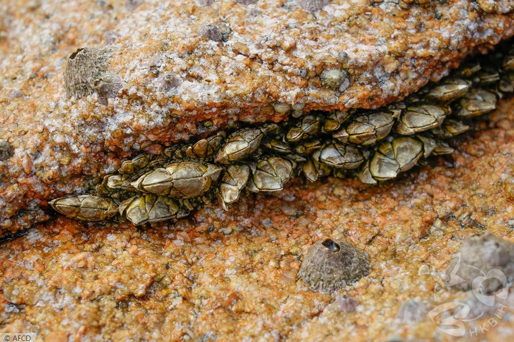 HKBIH - 物種圖片／影片