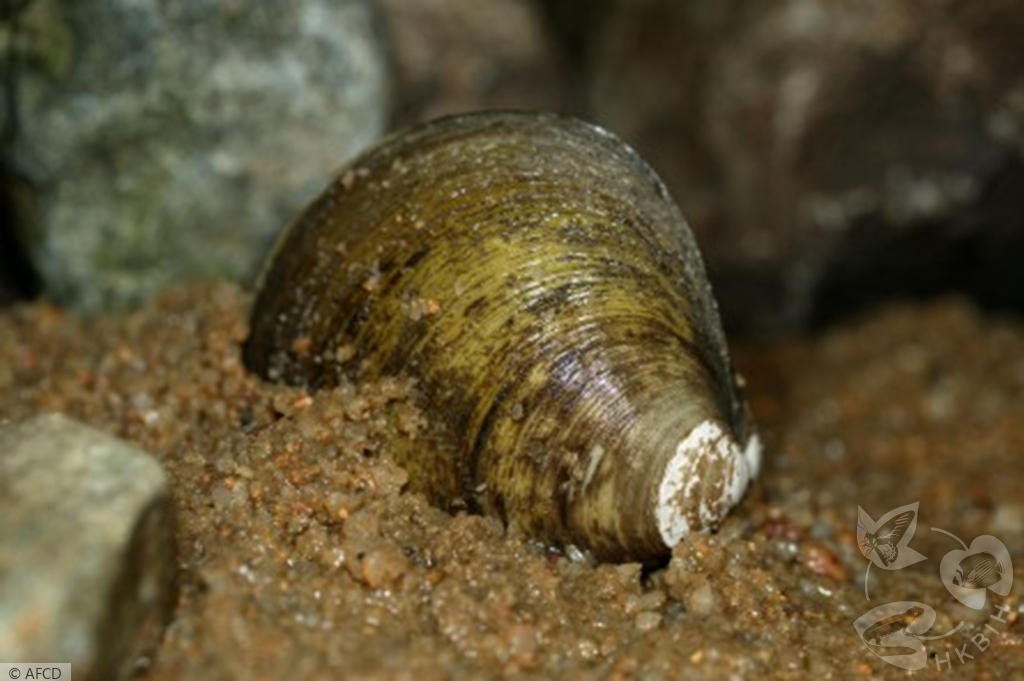 HKBIH - 物種圖片／影片