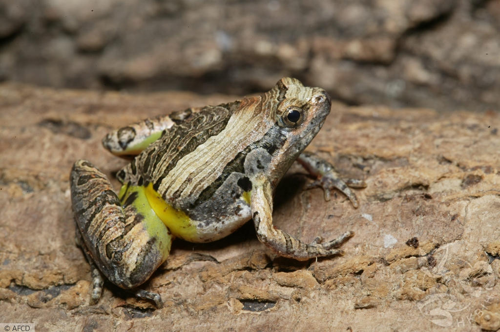 HKBIH - Species Gallery