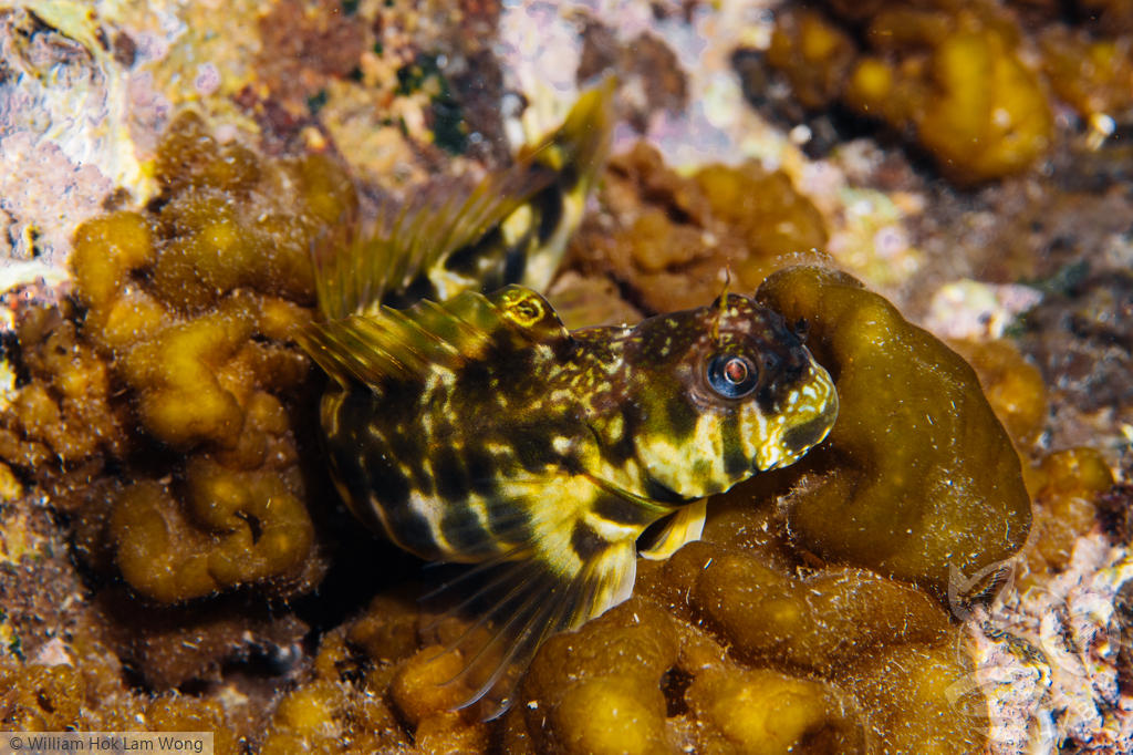 HKBIH - 物種圖片／影片