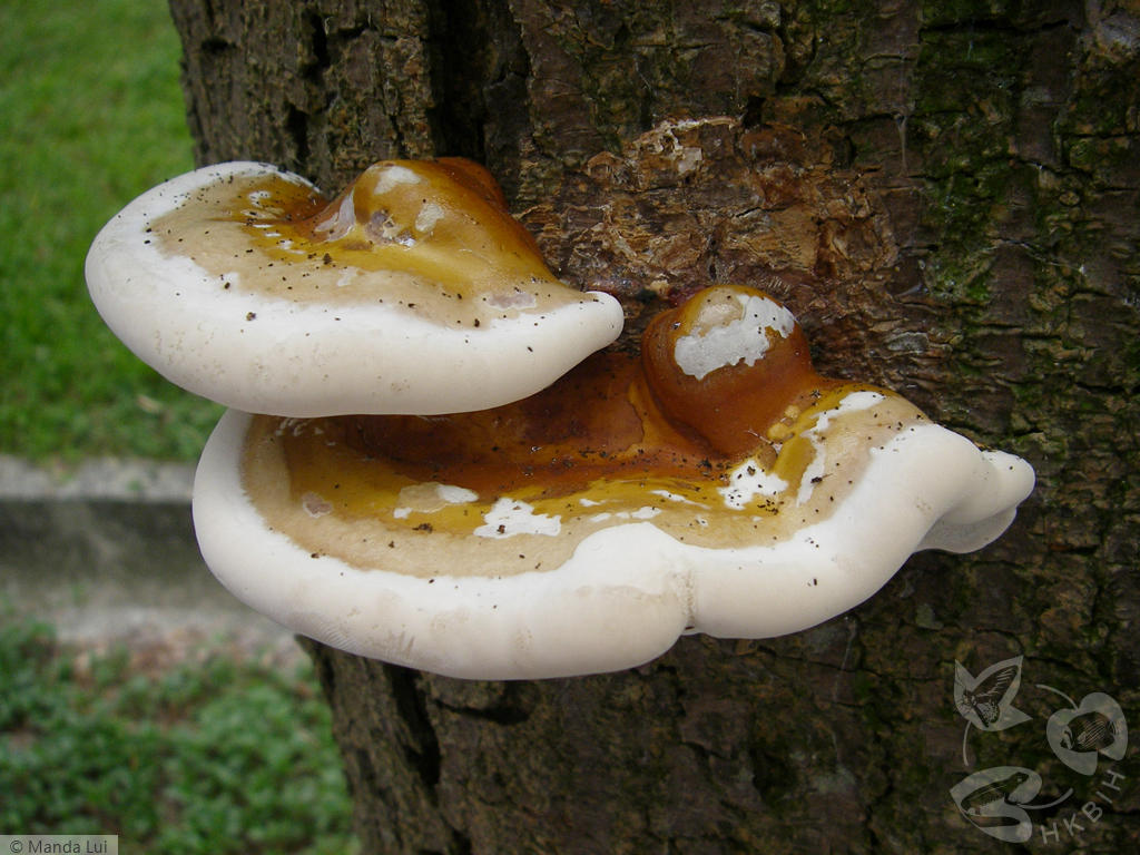 HKBIH - 物種圖片／影片