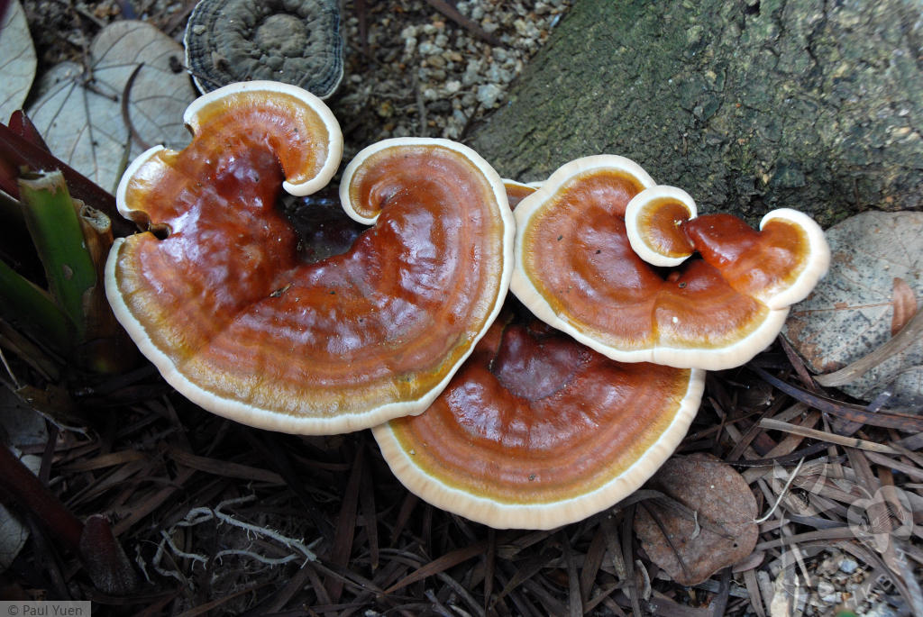 HKBIH - 物種圖片／影片