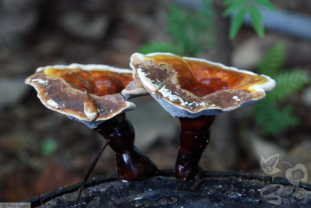 HKBIH - 物種圖片／影片