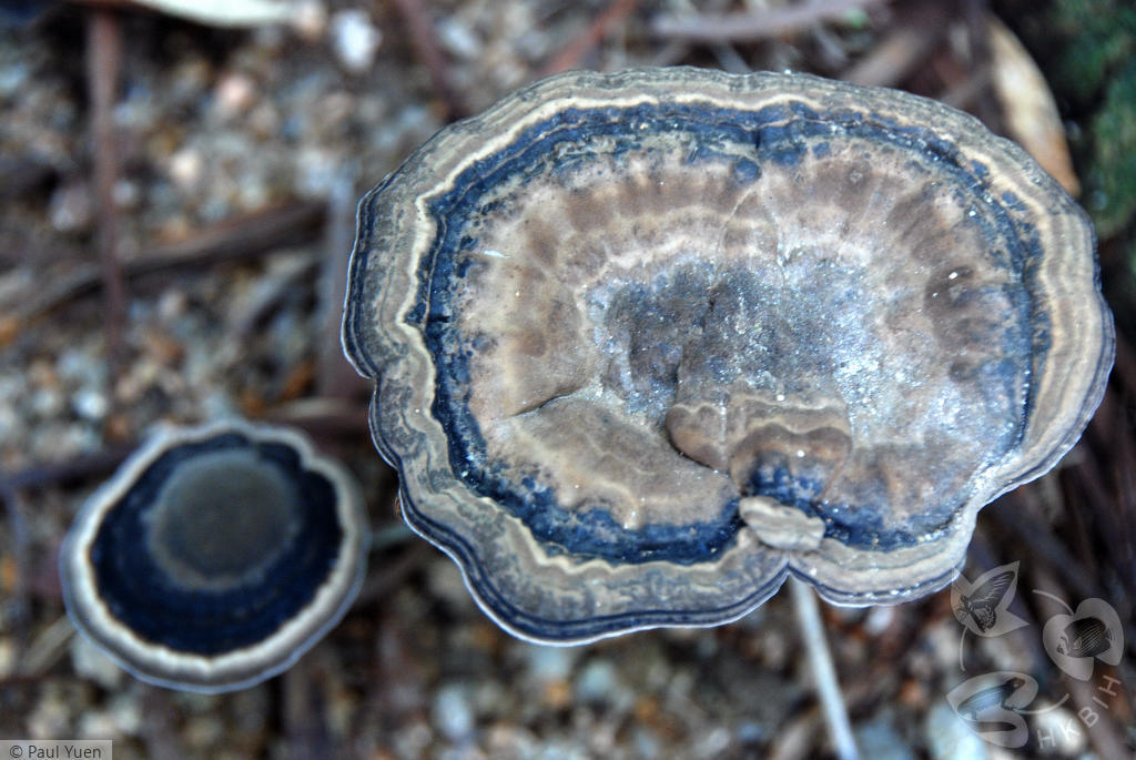 HKBIH - 物種圖片／影片