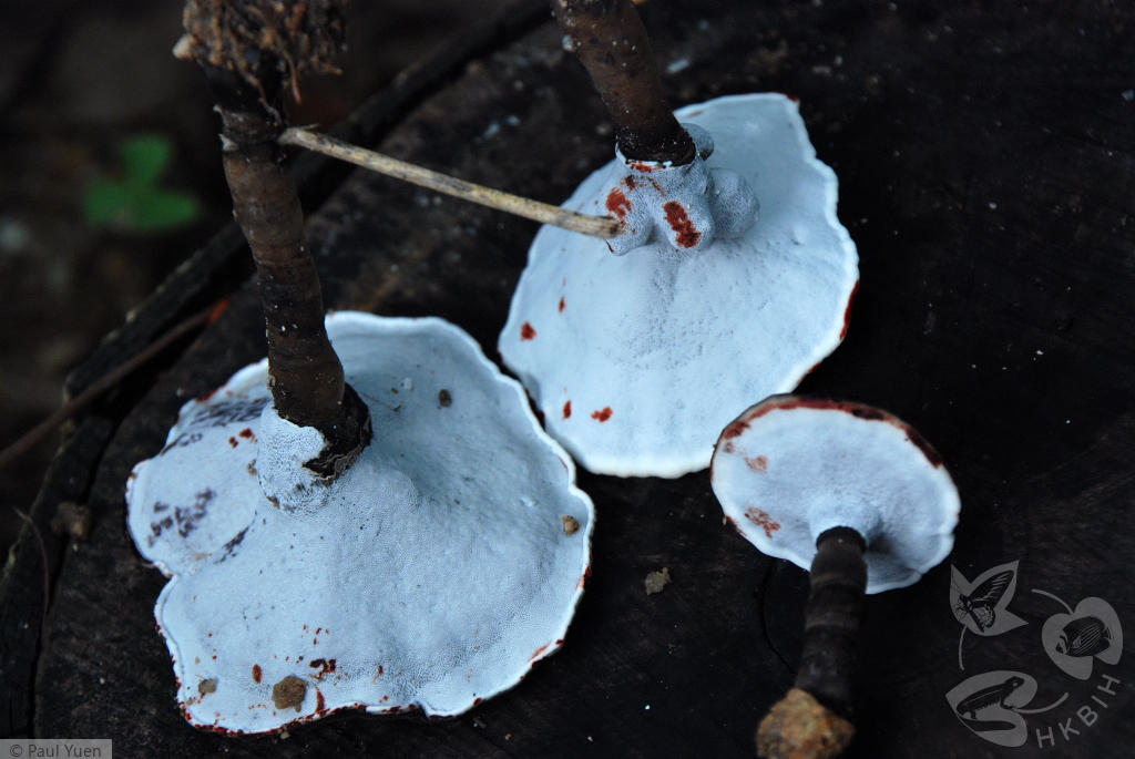 HKBIH - 物種圖片／影片