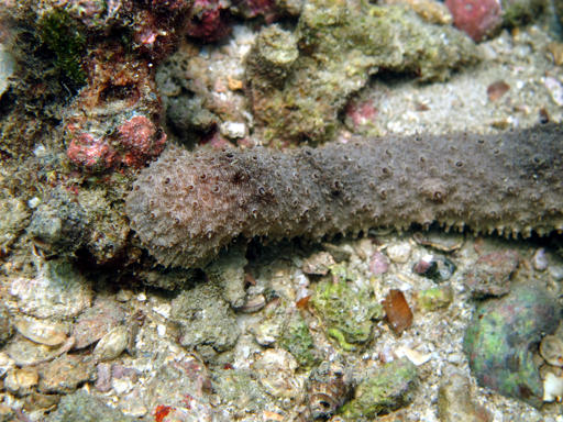 HKBIH - Species Information