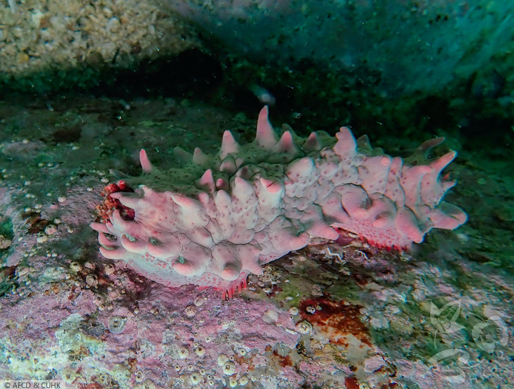 HKBIH - 物种图片／影片