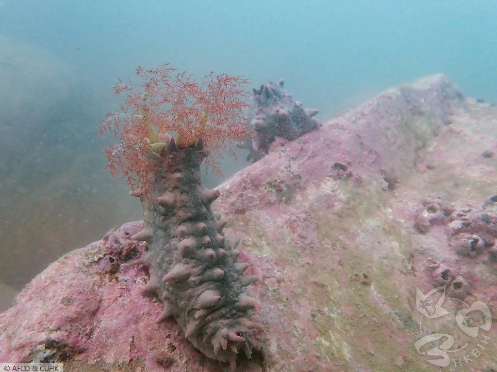 HKBIH - 物种图片／影片